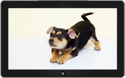 New Windows themes: kittens, puppies, and a world in color | Windows ...